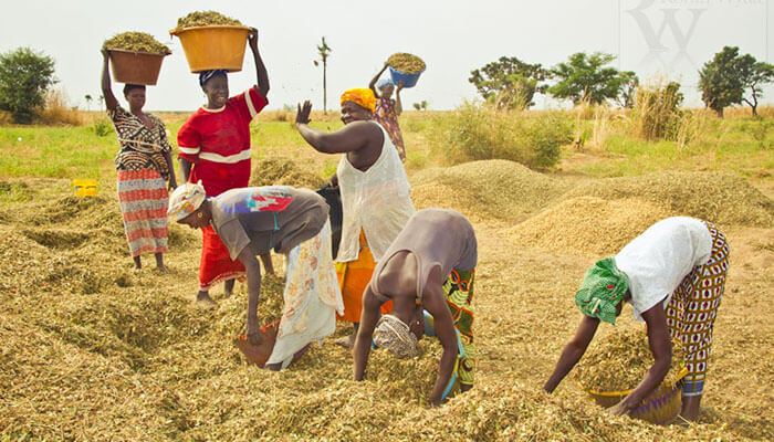 L’agriculture au Sénégal: un puissant levier de développement